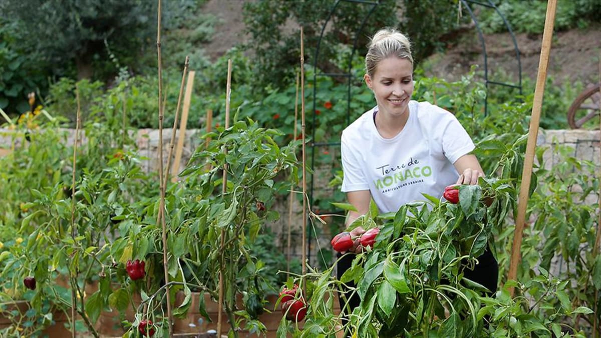 Is green the new glam? How tiny, rich Monaco is tackling sustainable ...