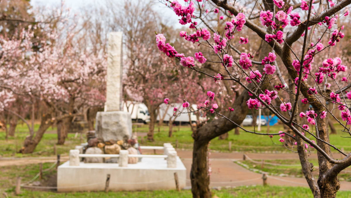 There’s Still Time To Catch Sakura Season. Here’s Where To Go - 8days