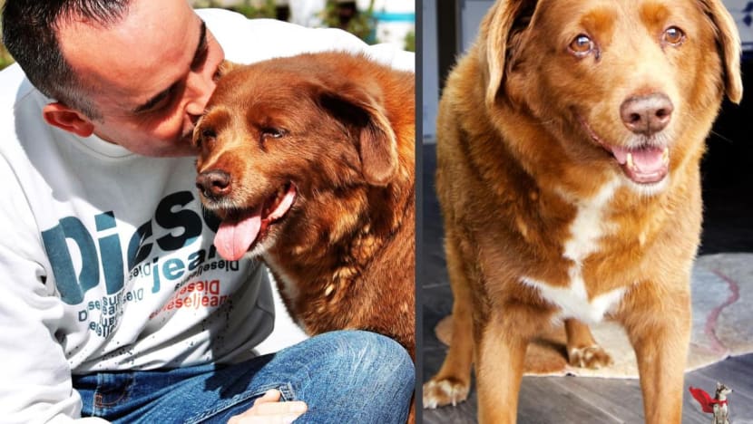 Guinness World Records to investigate actual age of Bobi, the world's ...