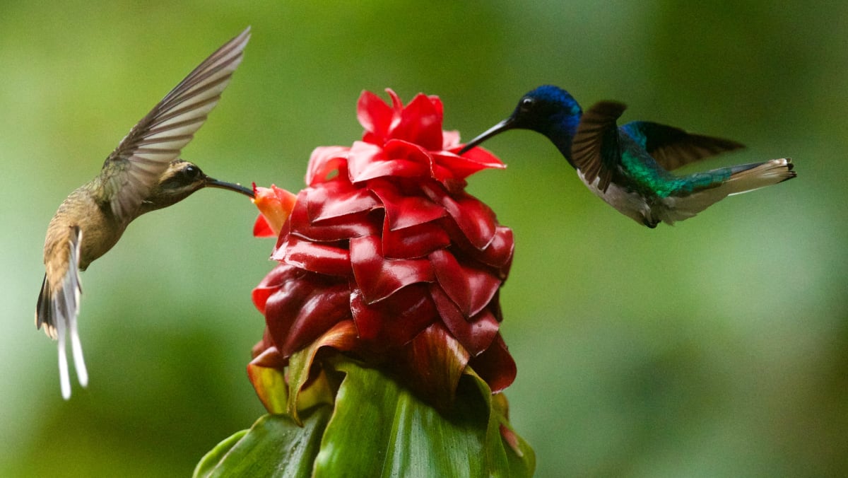 The amazing metabolism of hummingbirds - TODAY