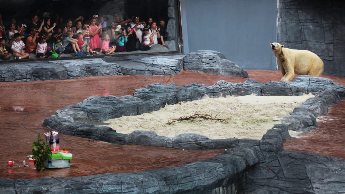 Polar bear Inuka turns 23 today - TODAY