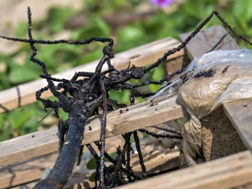 Oil spill: Several beaches, including East Coast Park and Sentosa's ...