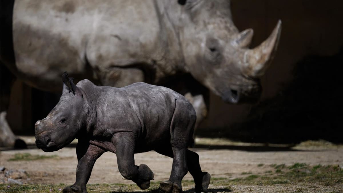 IVF breakthrough could revive nearly extinct rhino species - TODAY