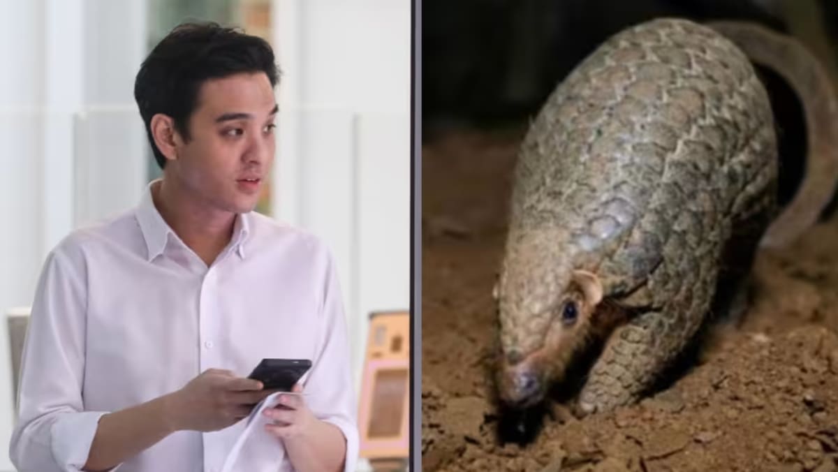 Lelaki jual tenggiling bunting kepada pegawai risikan NParks didenda ...