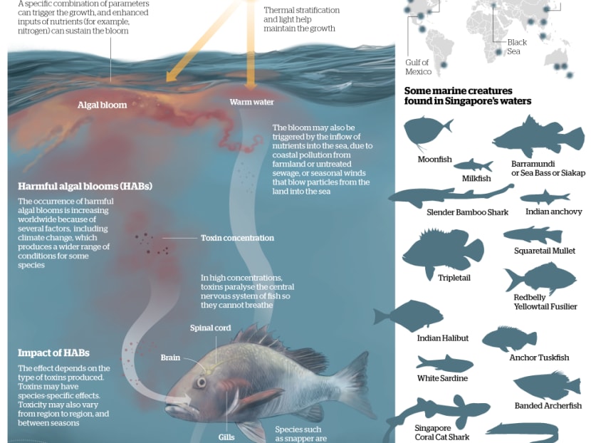 Understanding algal blooms - TODAY