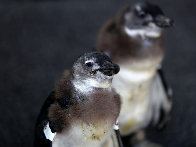 Imperilled African penguins pose scientific mystery - TODAY