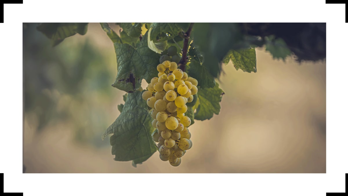 Everything you need to know about old vine wines and what makes them ...