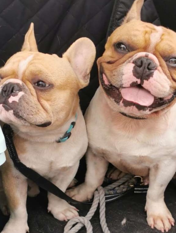 Left by dog trainer in car boot for 1.5 hours, 2 bulldogs later died of ...