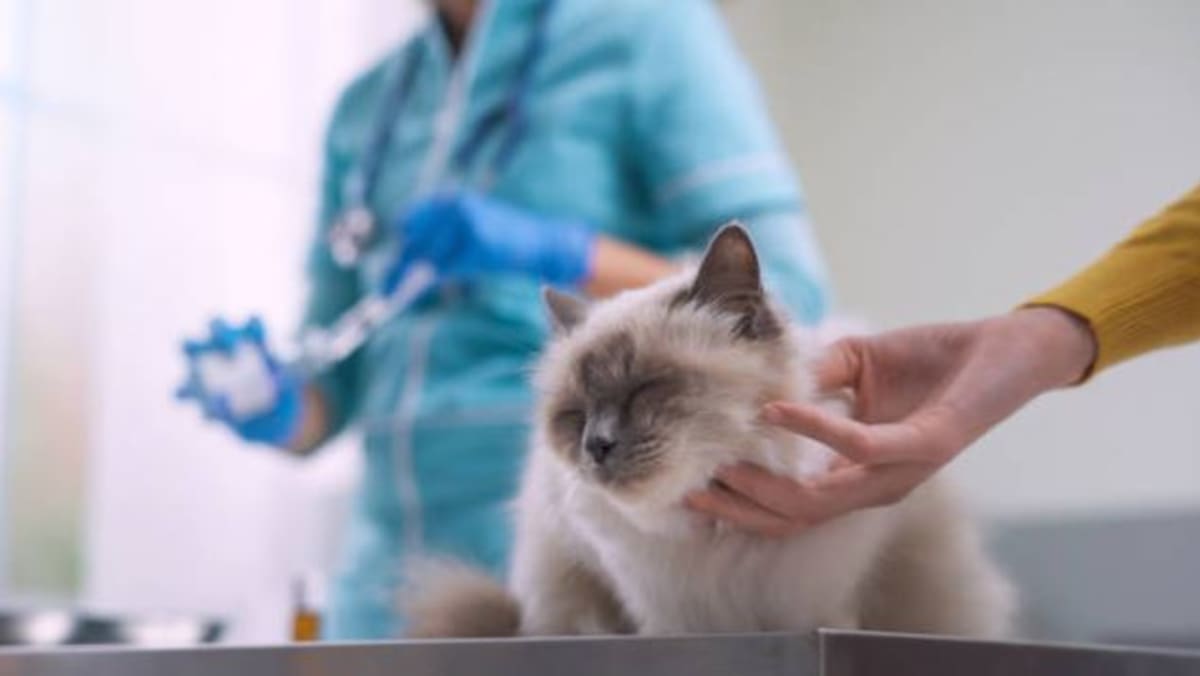 SPCA tawar pemeriksaan kesihatan haiwan peliharaan percuma bagi ...