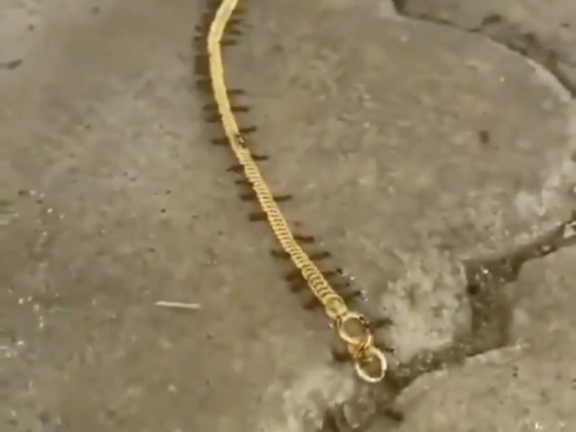 #trending: Viral video shows ants working together to move necklace in ...