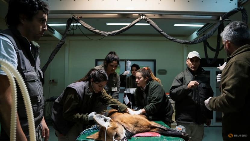 A fox on stilts? Argentine long-legged maned wolf returned to the wild ...