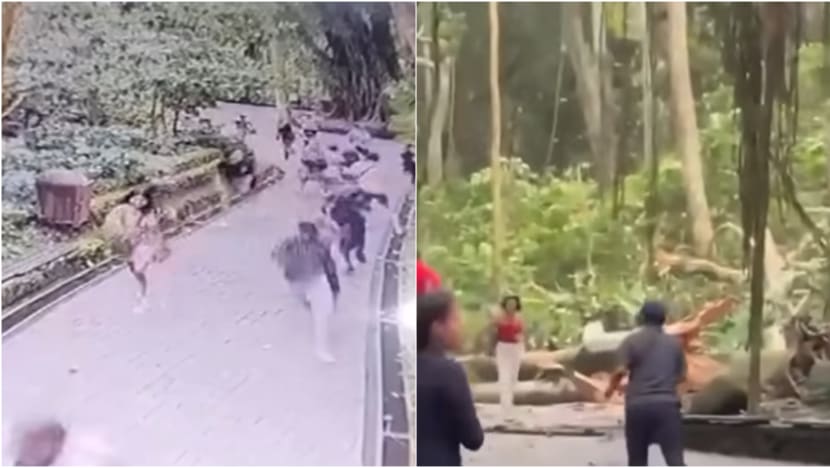 Tree collapses at Bali’s Sacred Monkey Forest, killing two tourists ...