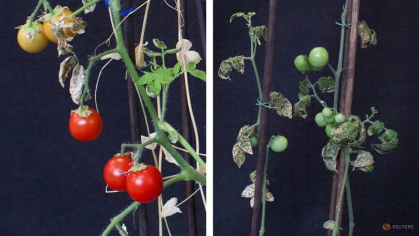 Scientists explore how to improve crop yields - on Mars - CNA