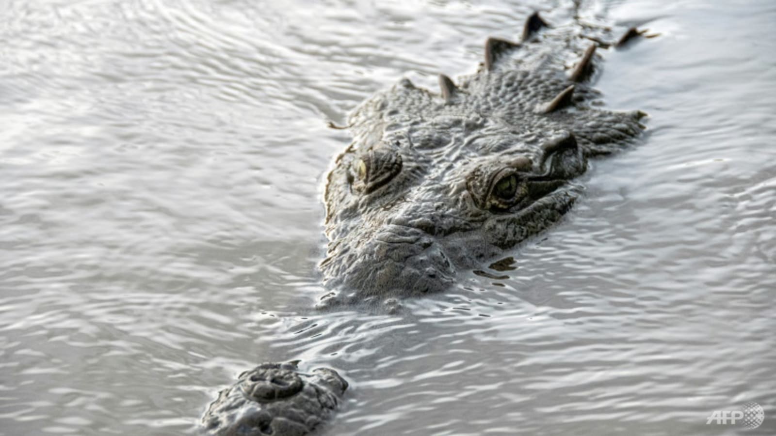 Crocodile kills 1-year-old boy, injures father in Sabah, Malaysia ...