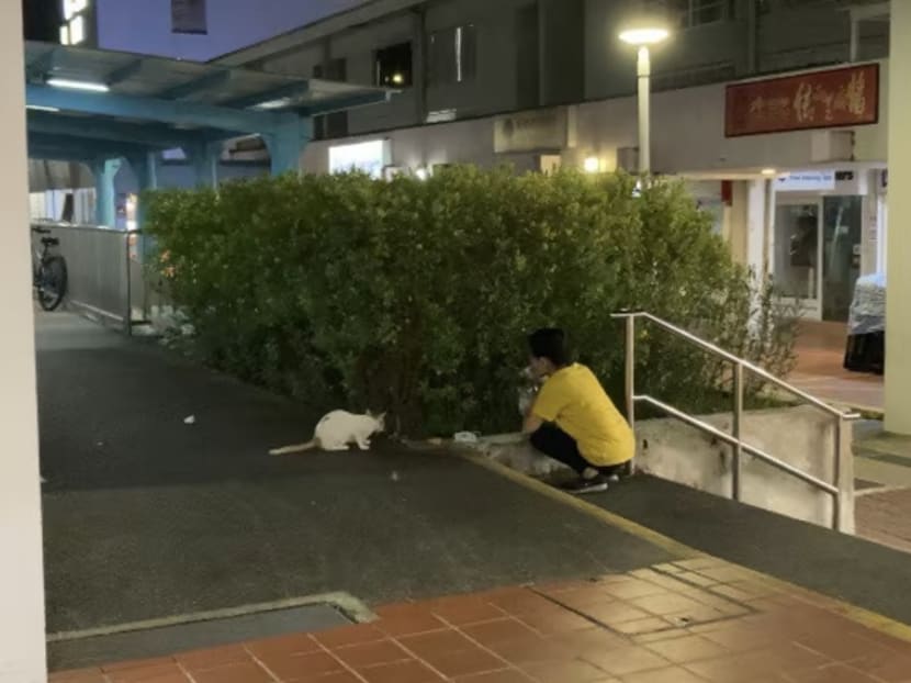 AVS captures 2 dogs believed to have attacked cats, behaved aggressively towards residents - TODAY