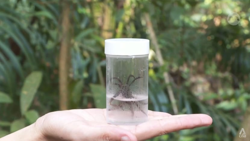 Made in Singapore: Endangered crab species found only in Nee Soon Swamp ...