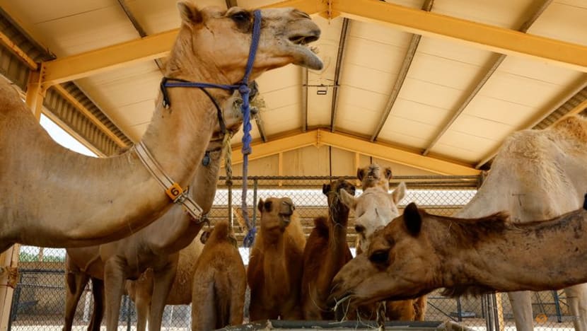 Dubai camel cloning caters to races, beauty pageants - CNA