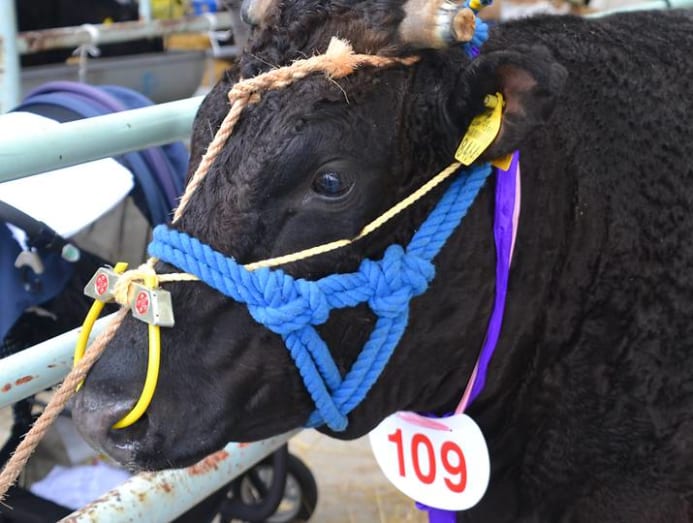 The ultimate Kobe beef journey: On the road in Japan with Tokyo’s ...