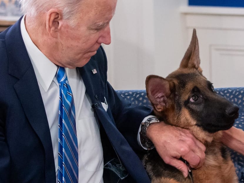From White House to doghouse: Biden pet Commander accused of biting - TODAY From White House to doghouse: Biden pet Commander accused of biting - TODAY