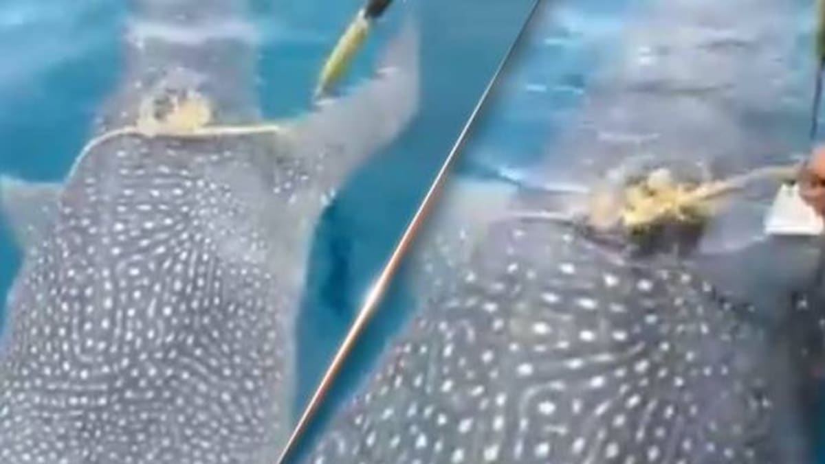 Nelayan bantu ikan yu paus yang tersangkut; netizen puji video tular - BERITA Mediacorp