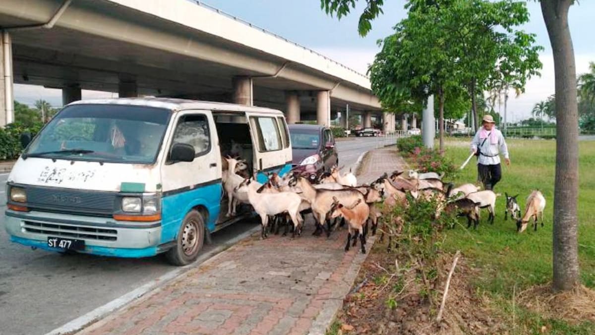Oh my goat!: Video of goats queuing to board van goes viral - TODAY