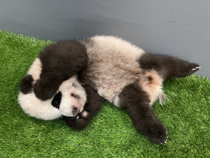 Singapore’s panda cub is turning 100 days old and he's finally getting ...