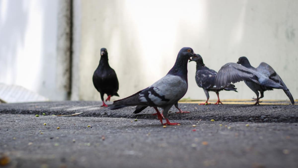Pigeon feeding: NParks took enforcement action against more than 400 ...