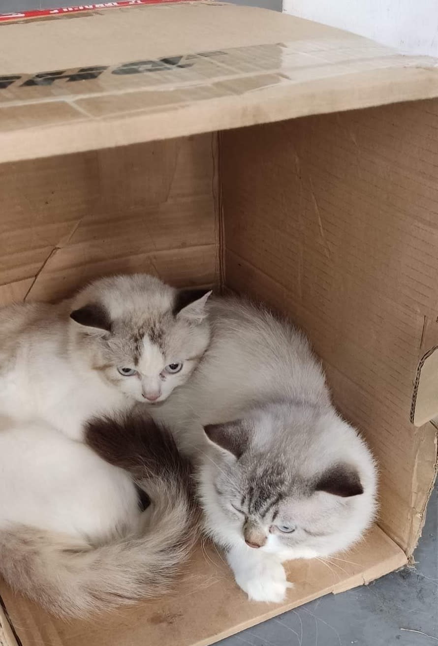 ‘Not like a toy’: Pet abandonment cases soar as costs rise, owners return to offices - CNA