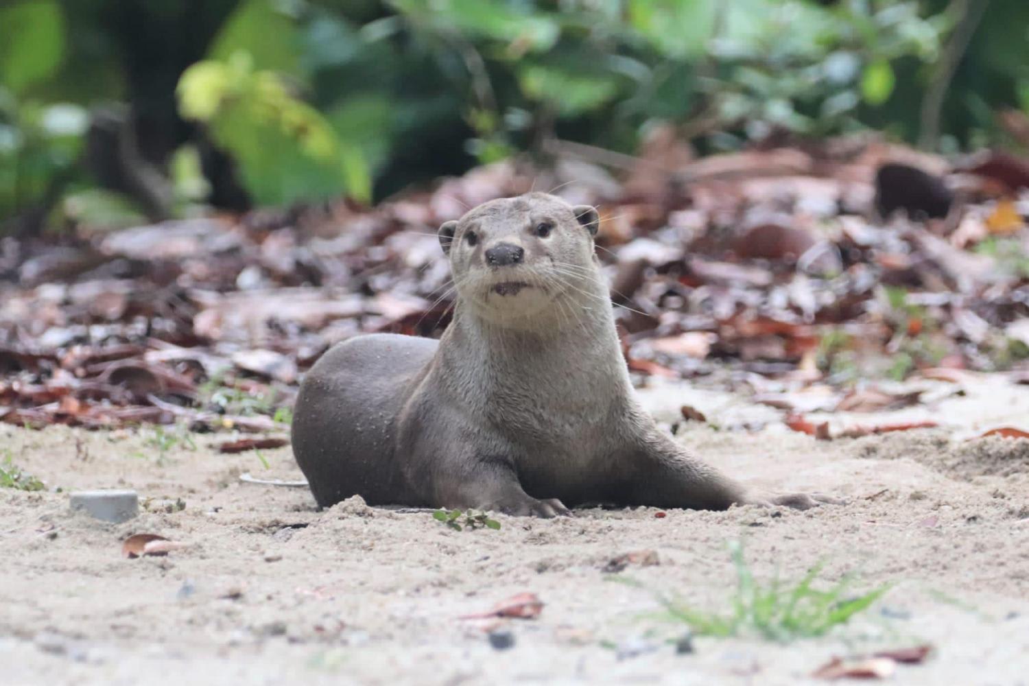 Otters could be moved out of housing estates, as part of efforts to ...