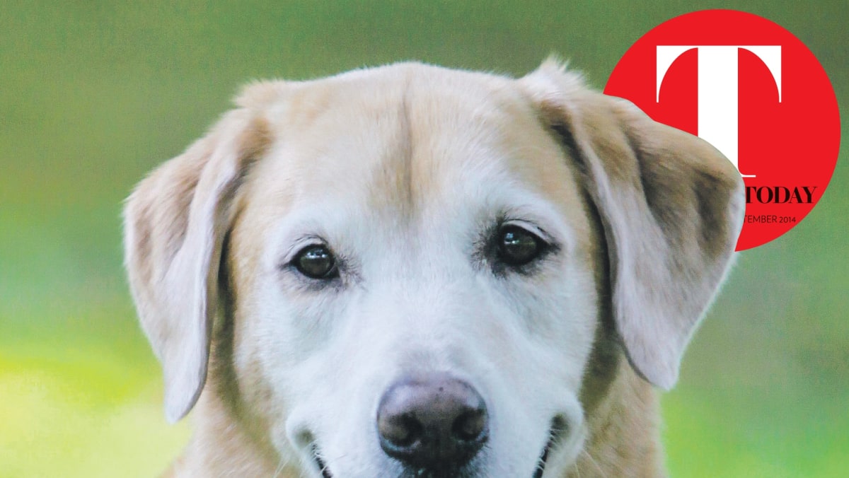 Flapper: Not just a celebrity dog - TODAY