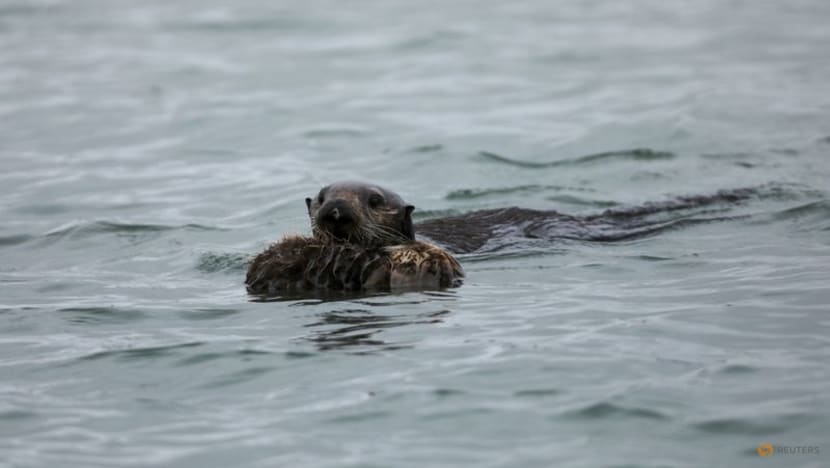 Sea otters get more prey and reduce tooth damage using tools - CNA