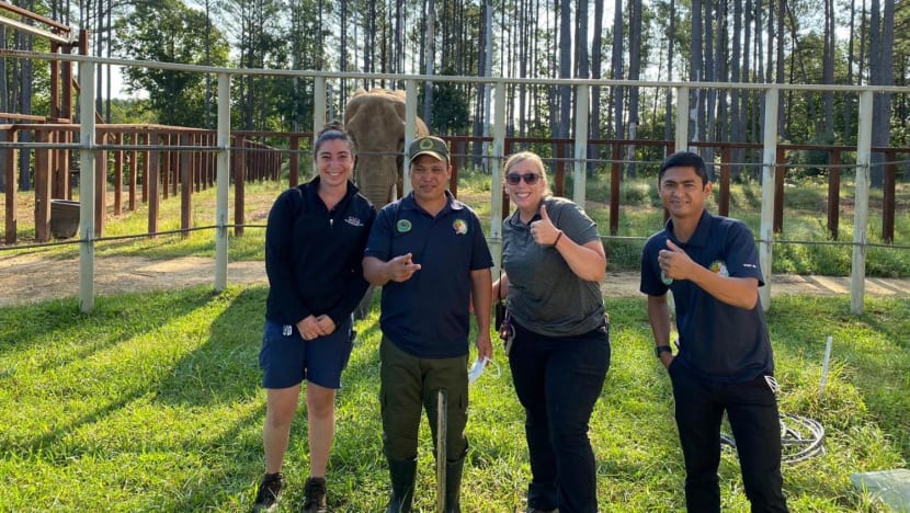 IN FOCUS: Protecting Sabah’s endangered elephants in the spotlight ...