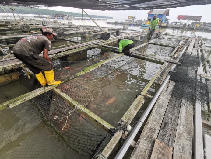 CNA Explains: What's behind rising fish prices in Malaysia? - CNA Lifestyle