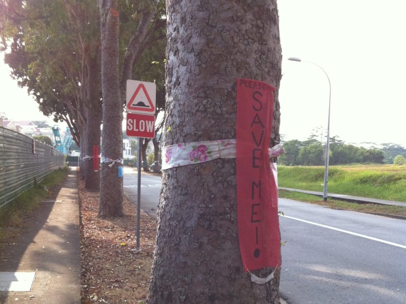 No more trees will be cut, PUB assures Holland Plain residents - TODAY