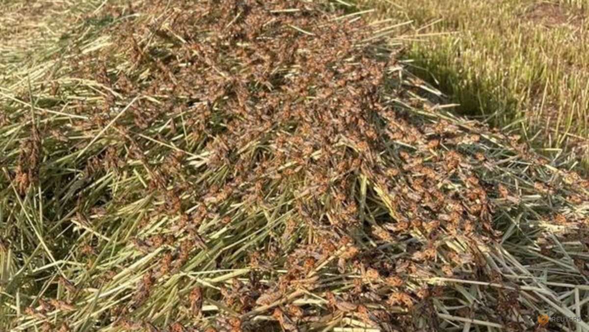 Sardinian farmers suffer worst locust invasion in over 30 years - TODAY