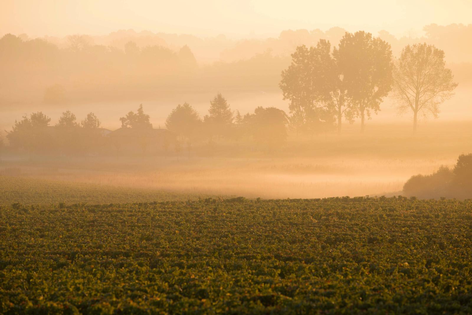 A look at the sweet wines of Sauternes - CNA Luxury