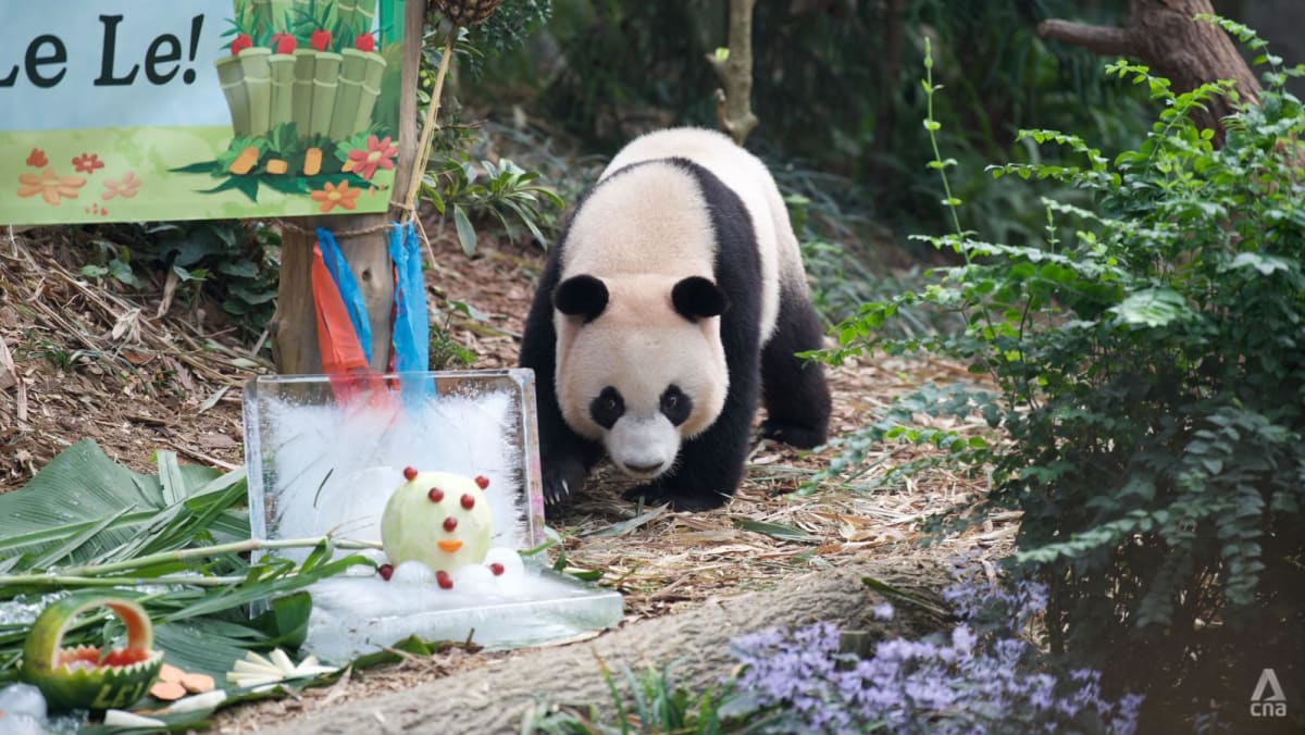 Singapore's first giant panda cub Le Le to be separated from mum as he ...