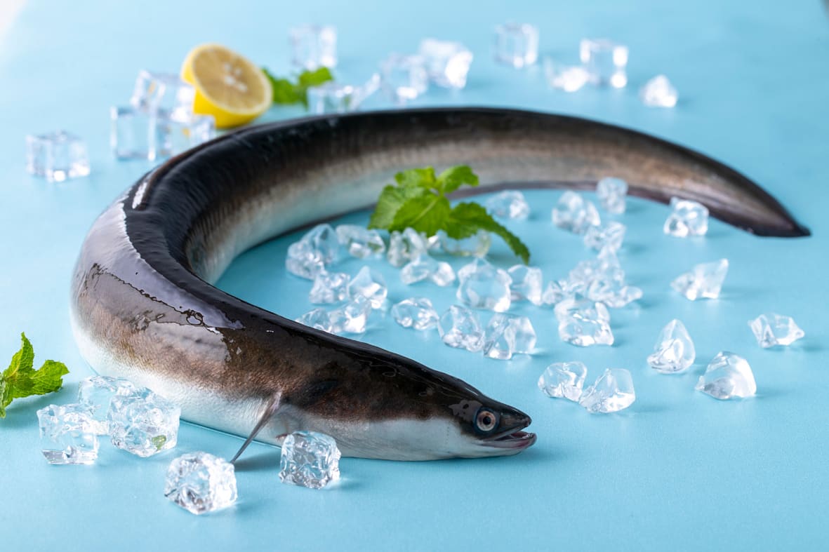 Live Eels Cooked In Natural Spring Water Or Pan-Fried Till Golden At ...