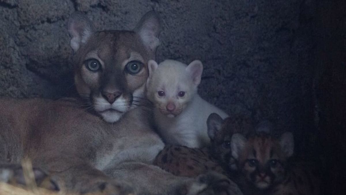 Puma gives birth to rare albino cub in Nicaragua - CNA