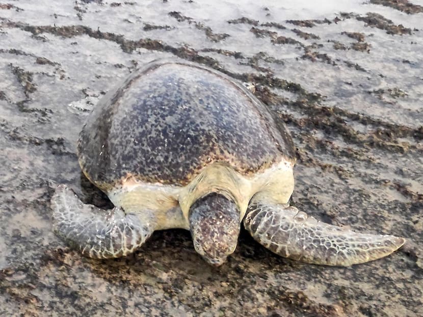Warming beaches threaten Yemen sea turtles' future - TODAY