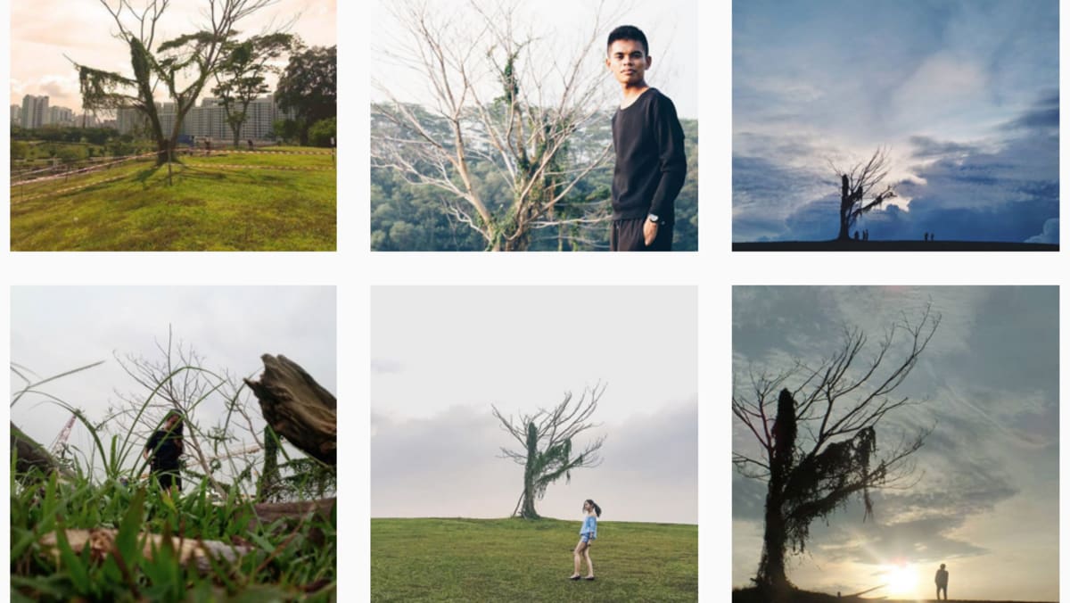 Netizens bid farewell to popular Instagram tree which will be removed ...