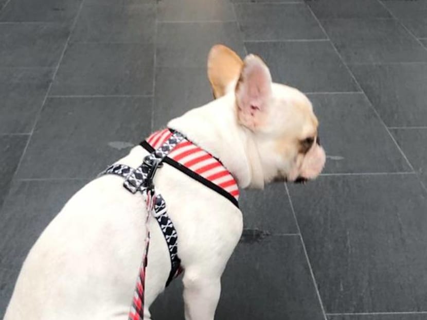 Is Your Dog Misbehaving? It’s Not The Dog, It’s You, Says Cesar Millan ...