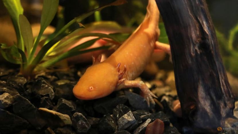 New museum in Mexico spotlights endangered axolotl salamander - CNA