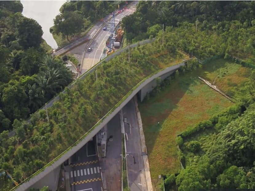 The Big Read: Saving Singapore’s endangered species, one 'animal bridge ...