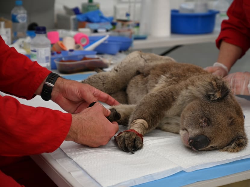 Makeshift koala hospital scrambles to save dozens injured in bushfires ...