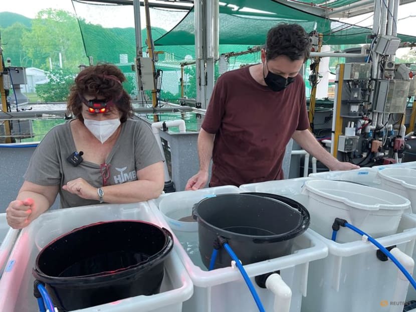 Scientists freeze Great Barrier Reef coral in world-first trial - TODAY
