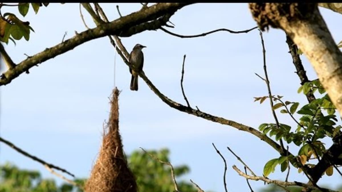 Kranji Marshes - A Bird Watcher's Haven - TODAY