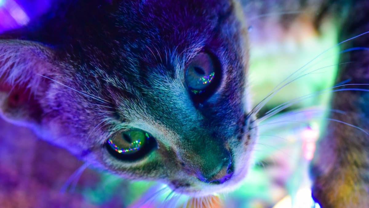 Cats can glow in the dark - CNA Lifestyle