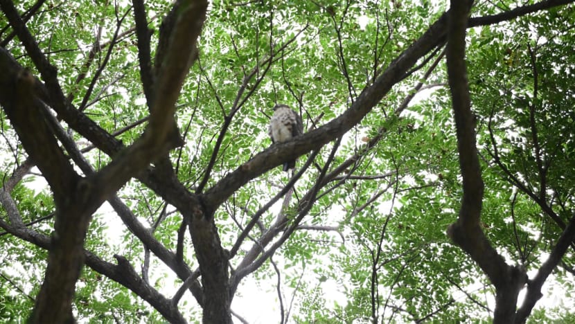 What It Takes: Hundreds of hours in the wild for an award-winning photograph - CNA
