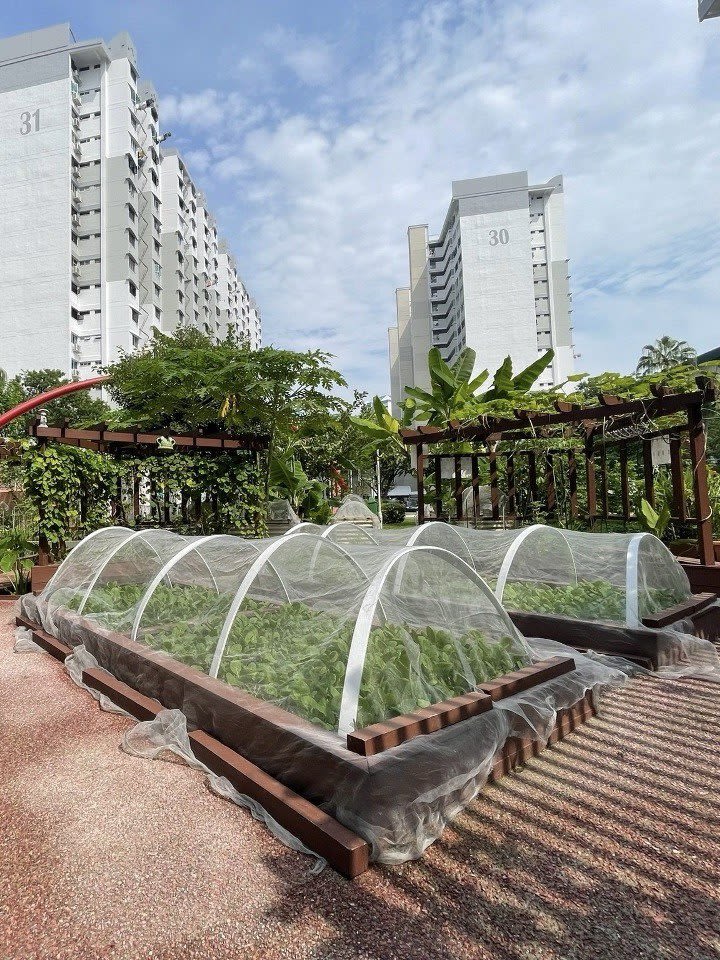 Meet the community gardeners of Marine Crescent Ville who nurture their ...